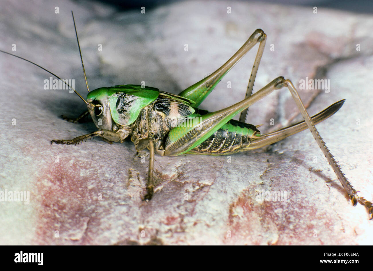 wart-biter, wart-biter bushcricket (Decticus verrucivorus), larva ...