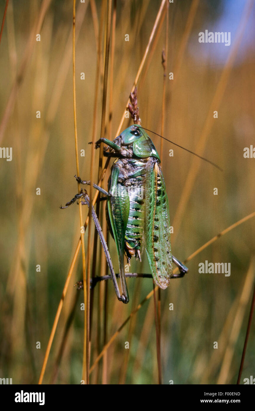 wart-biter, wart-biter bushcricket (Decticus verrucivorus), male at a ...