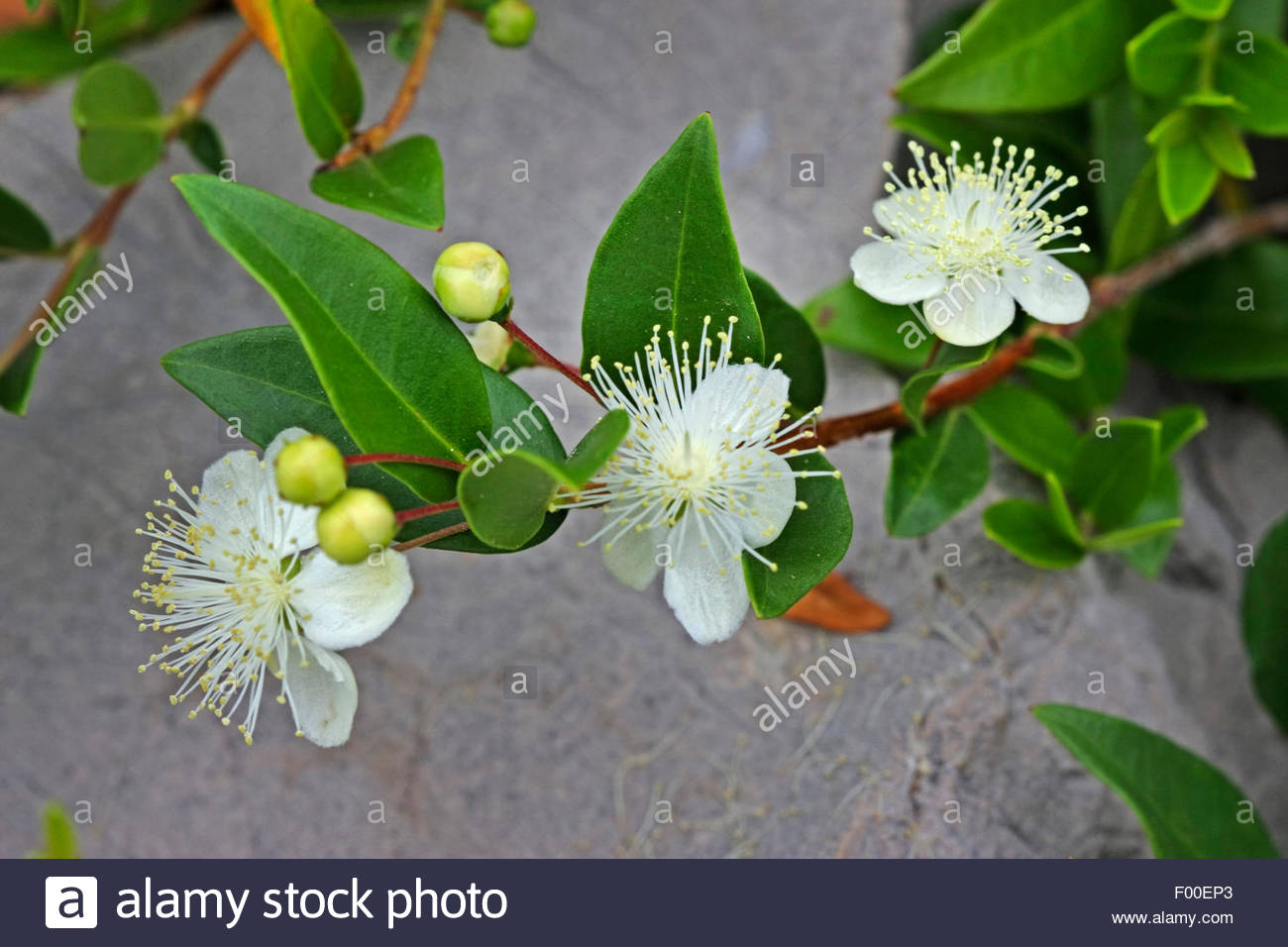 Myrtle Flower Stock Photos & Myrtle Flower Stock Images - Alamy