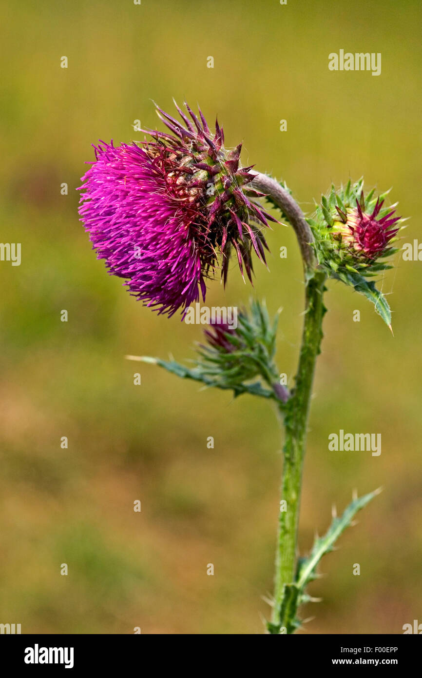 musk thistle, nodding thistle (Carduus nutans), blooming, Germany Stock ...