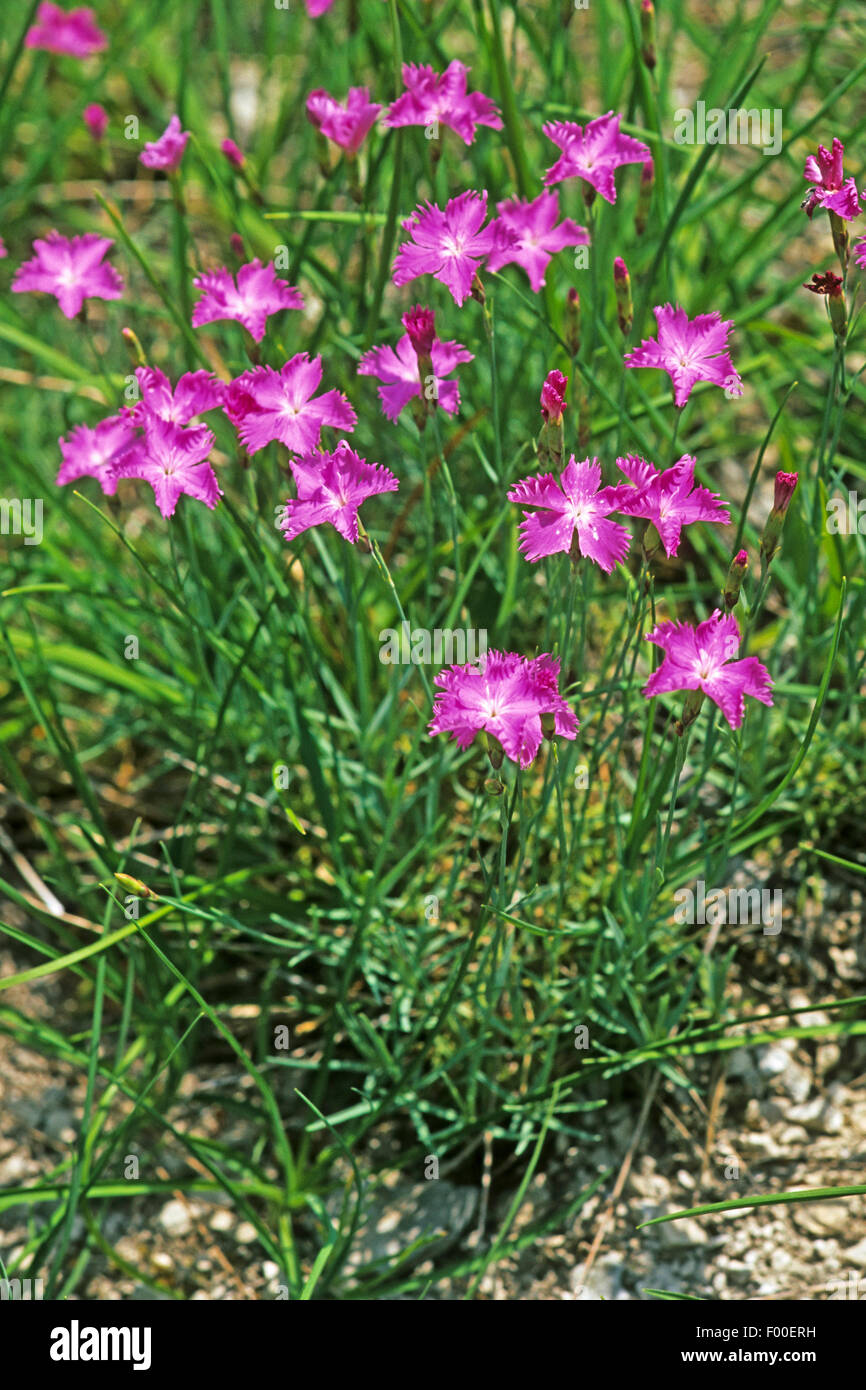 Cheddar pink (Dianthus gratianopolitanus), blooming, Germany Stock ...