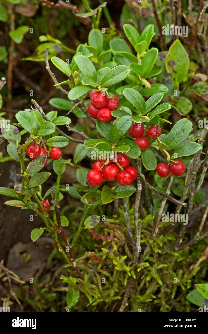 cowberry, foxberry, lingonberry, mountain cranberry (Vaccinium vitis ...