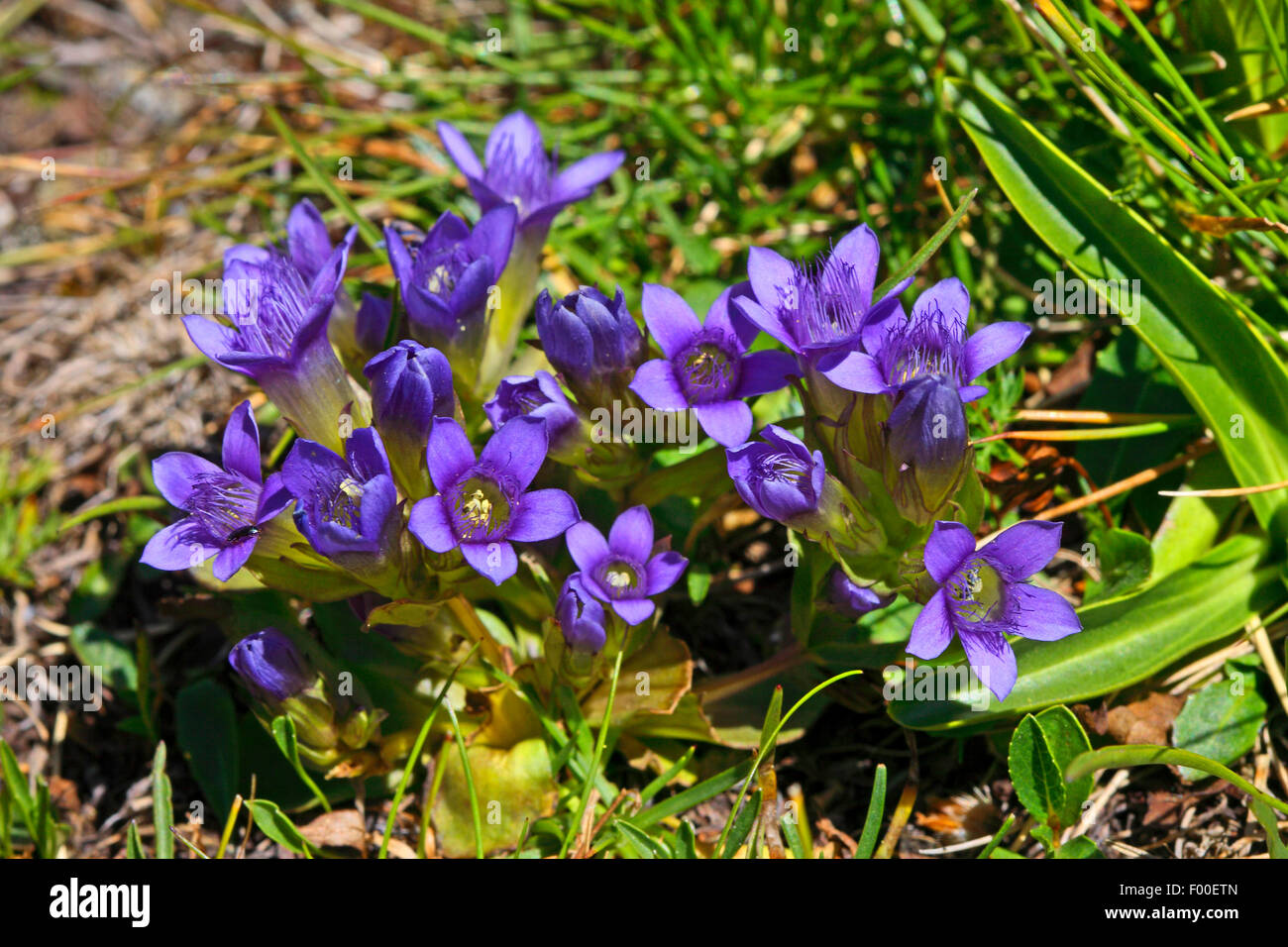 Felwort (Gentianella ramosa, Gentiana ramosa), blooming, Switzerland ...