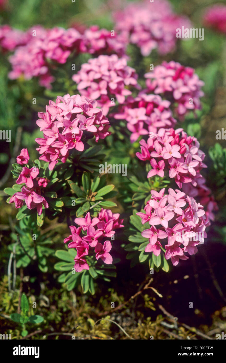 Garland Flower, Rose Daphne (Daphne cneorum), blooming, Germany Stock ...