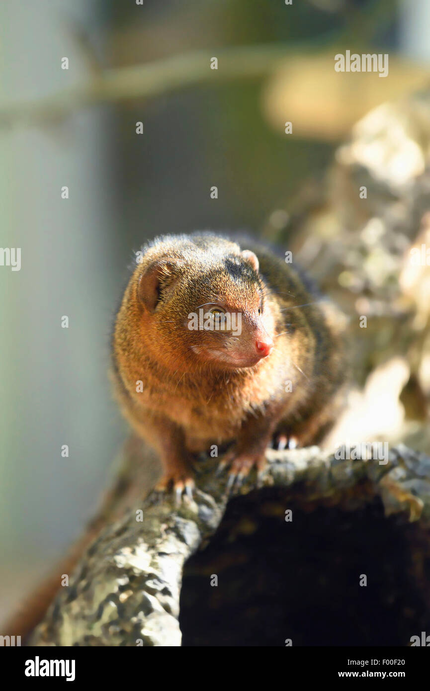 dwarf mongoose (Helogale parvula), in outdoor enclosure Stock Photo - Alamy