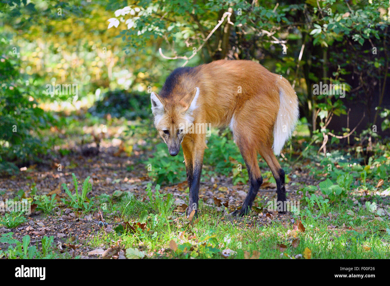 maned wolf (Chrysocyon brachyurus), on a meadow Stock Photo - Alamy