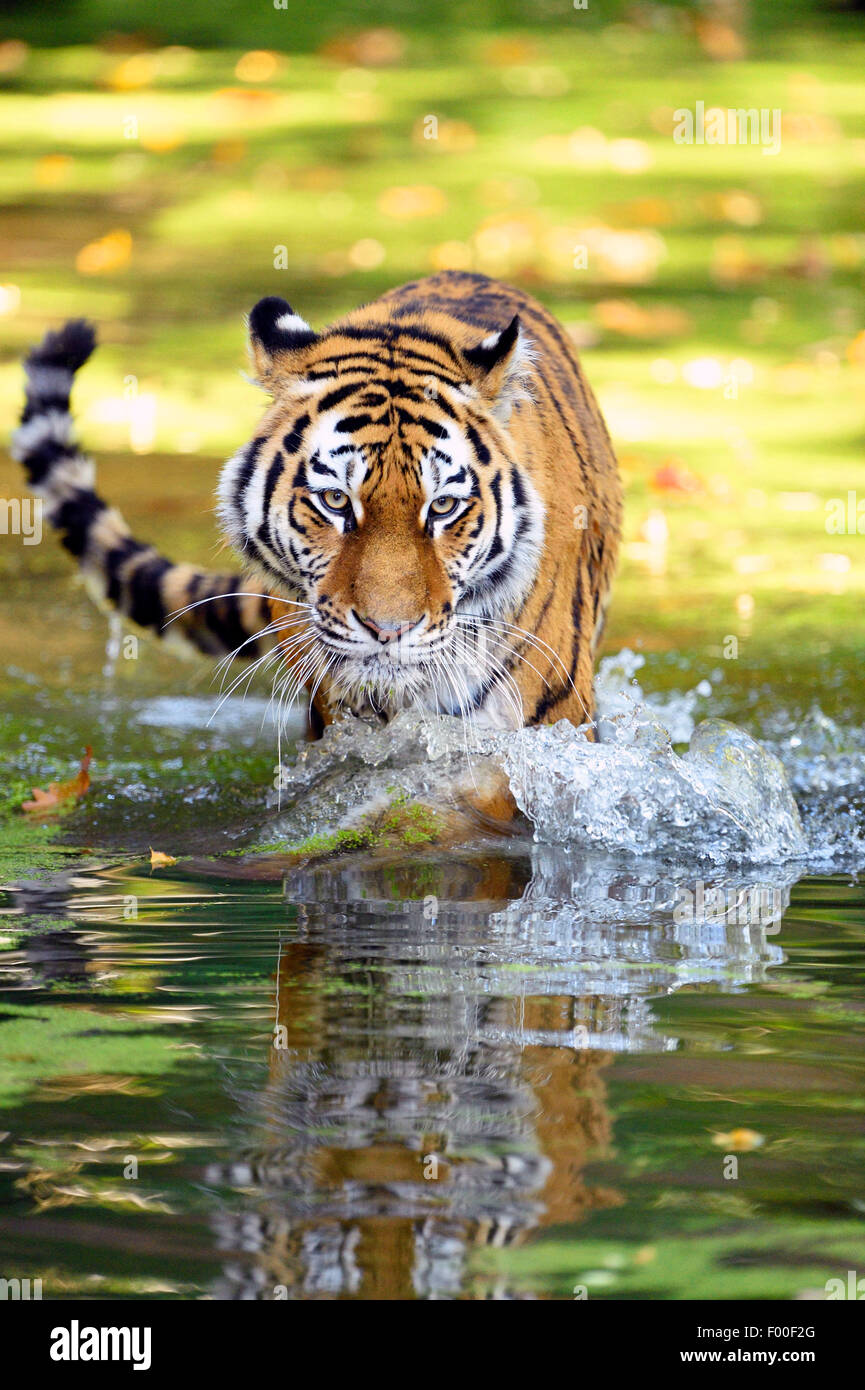 Siberian tiger, Amurian tiger (Panthera tigris altaica), walking through the water Stock Photo ...