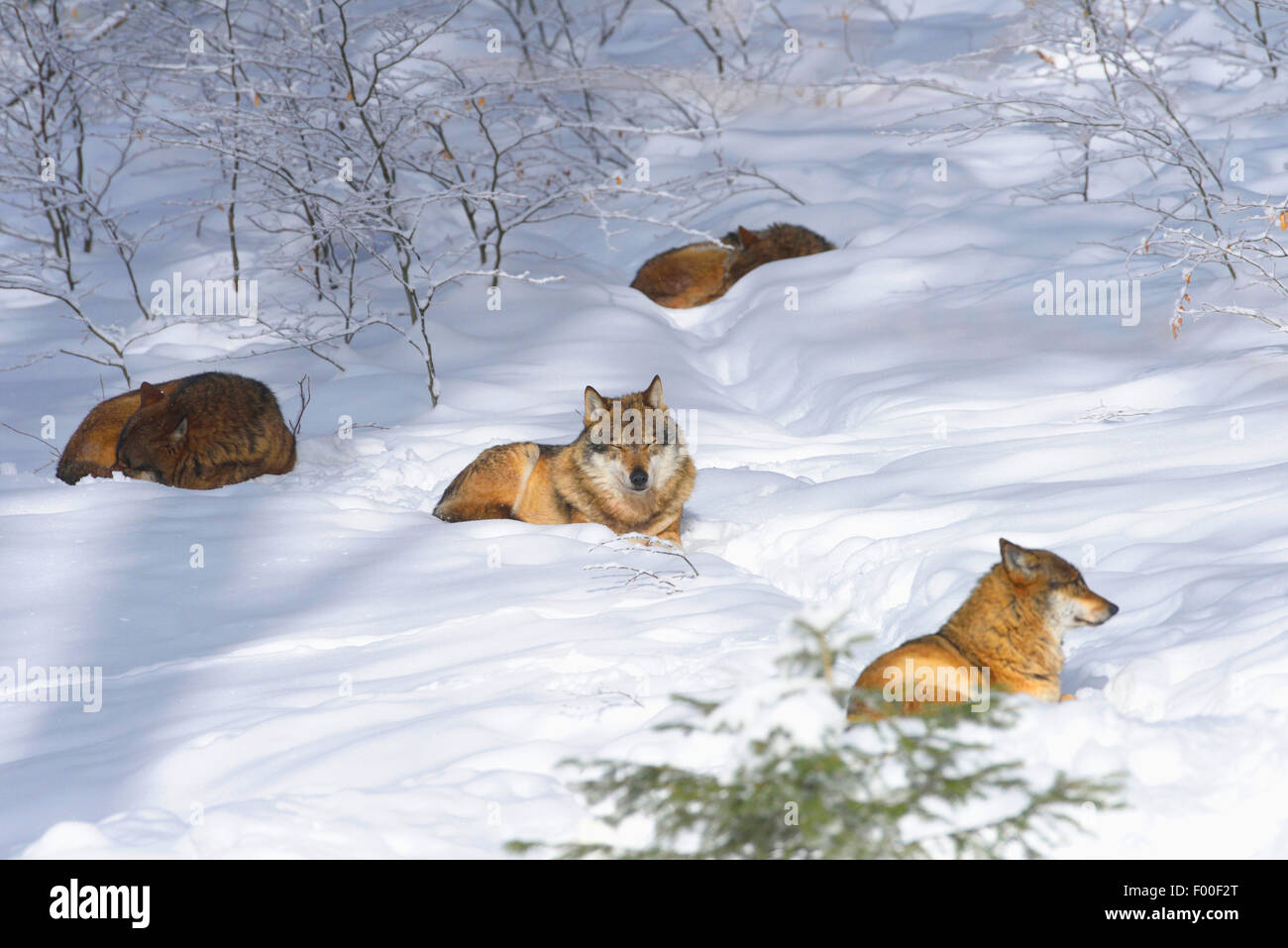German wolf packs hi-res stock photography and images - Alamy