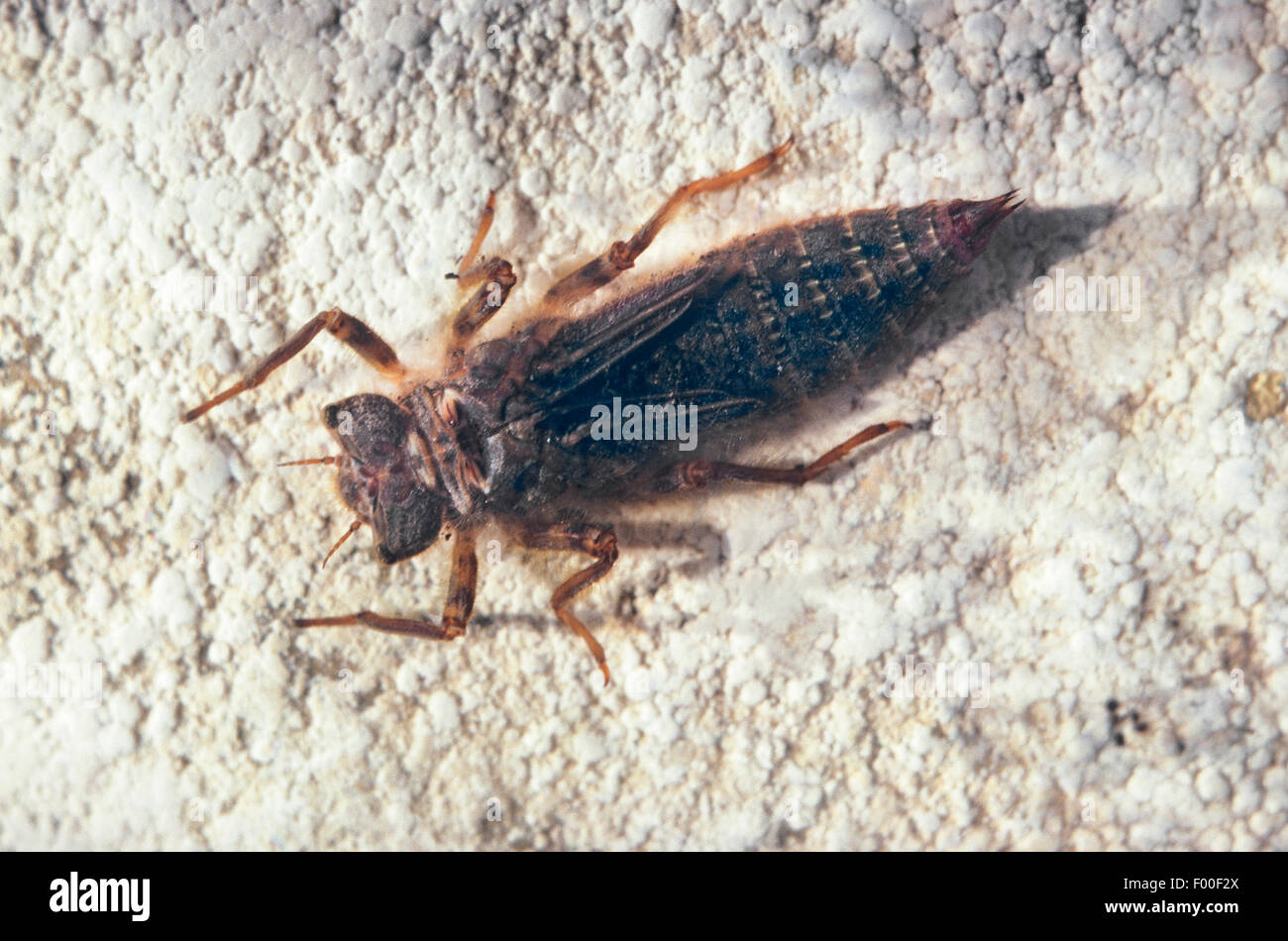 Biddies cordulegastridae hi-res stock photography and images - Alamy