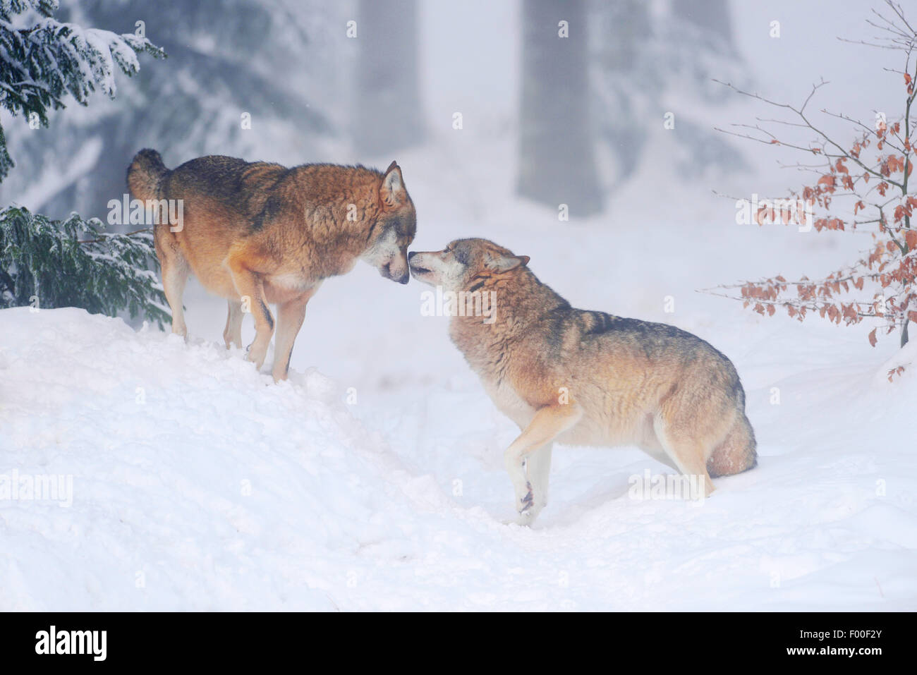European Gray Wolf (Canis lupus lupus), two wolves greeting, Germany ...