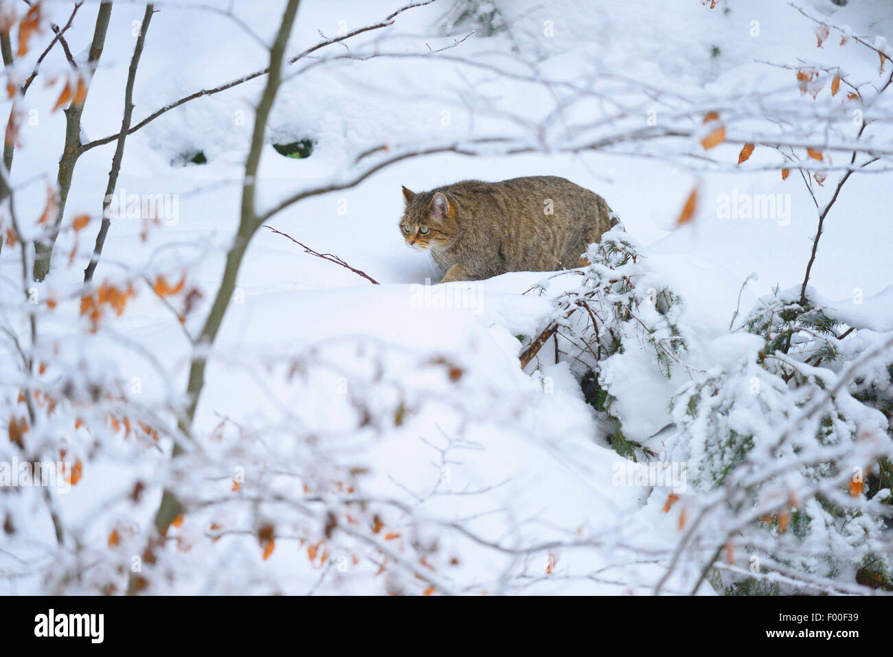 Wildcats in the snow hi-res stock photography and images - Alamy