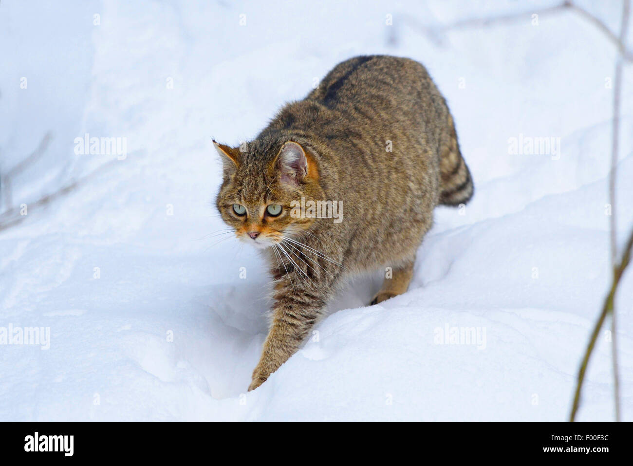 Wildcats in the snow hi-res stock photography and images - Alamy