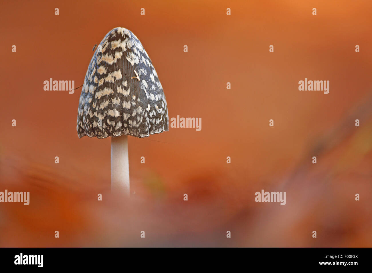 Magpie inkcap, Magpie Fungus (Coprinus picaceus), fruiting body, side ...