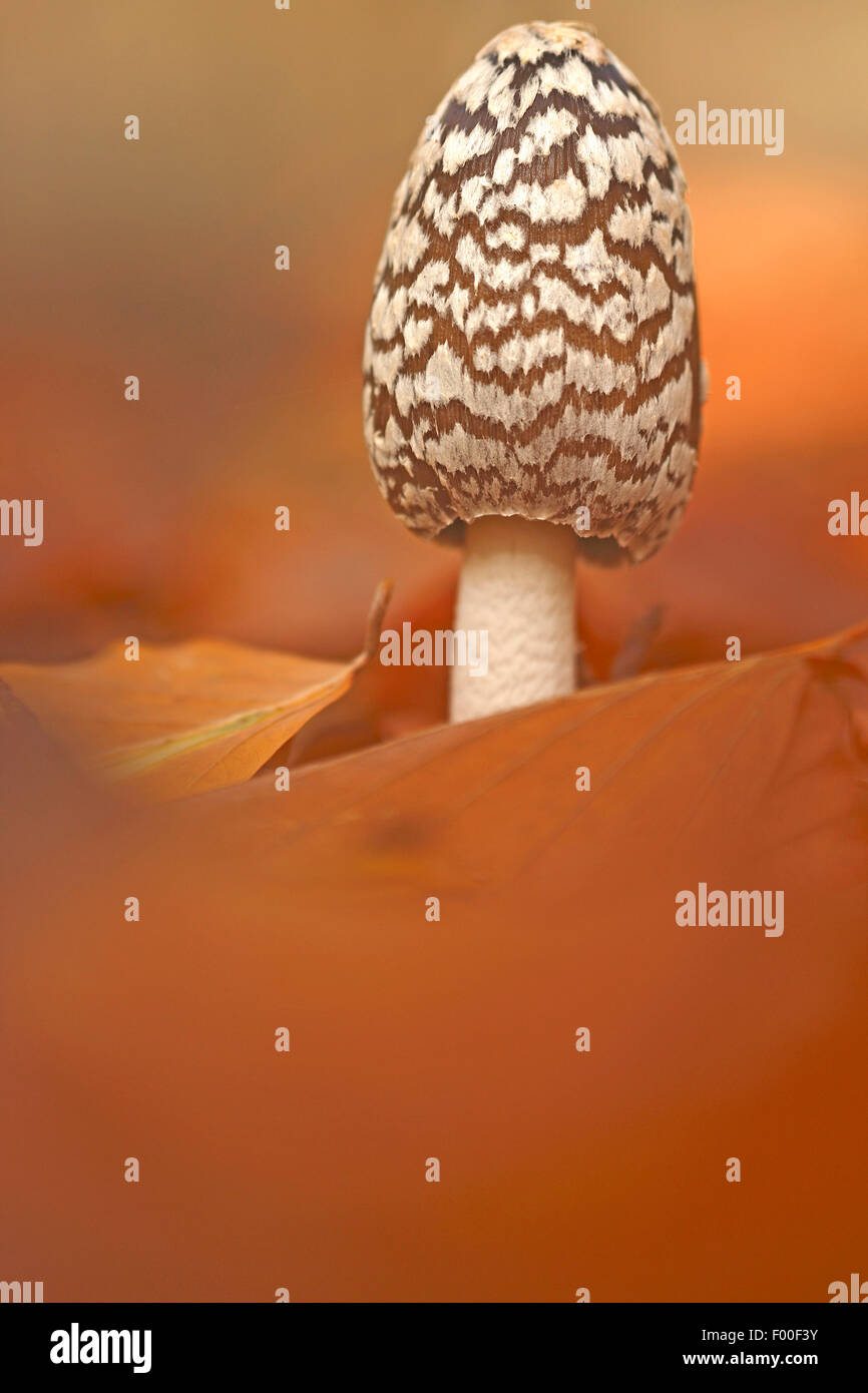 Magpie inkcap, Magpie Fungus (Coprinus picaceus), fruiting body, side ...