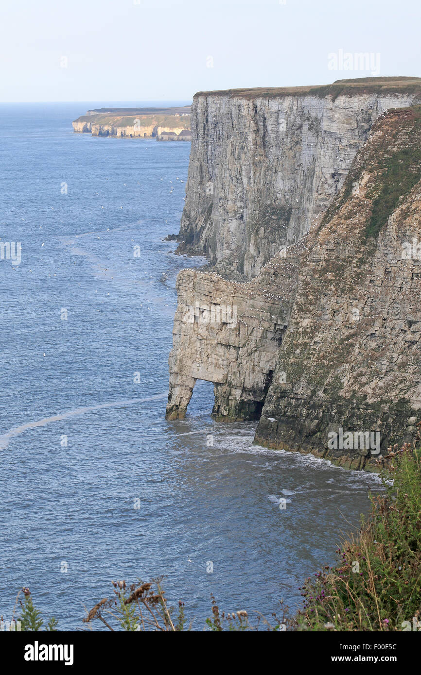 View of the cliffs at Brempton RSPB Reserve taken in July when the ...