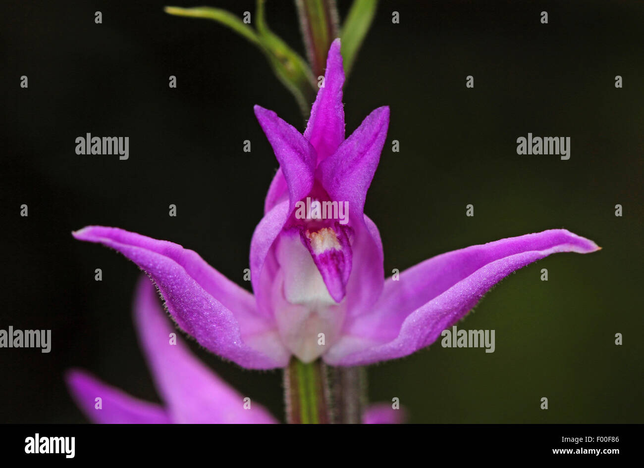 Red helleborine (Cephalanthera rubra), flower, Germany Stock Photo - Alamy