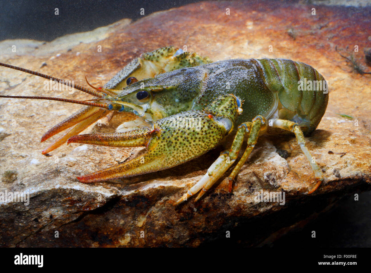 Astacus leptodactylus hi-res stock photography and images - Alamy