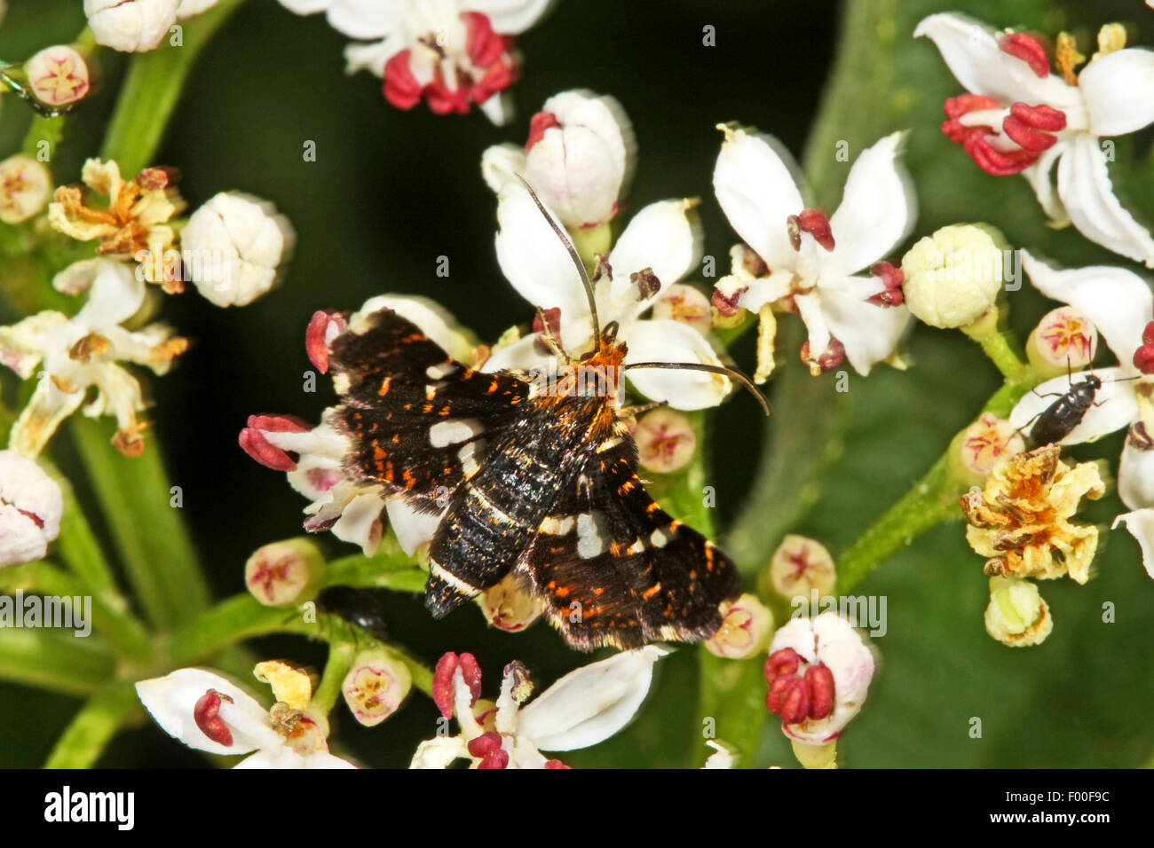 Window moth, Pygmy Moth (Thyris fenestrella, Phalaena fenestrella), on ...