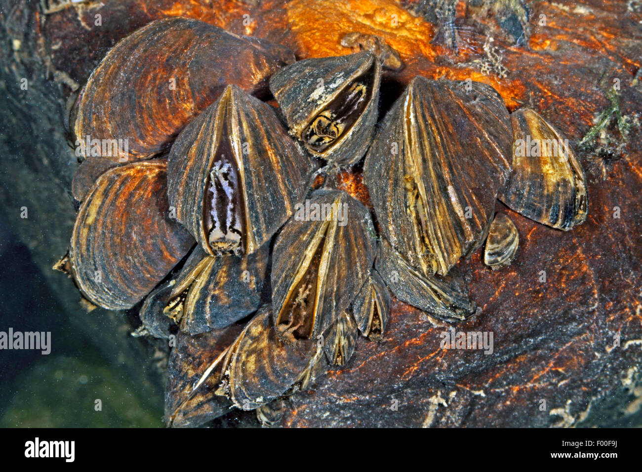 Large freshwater mollusks hi-res stock photography and images - Alamy