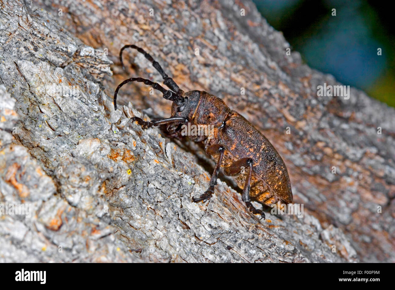 Weaver beetle (Lamia textor, Pachystola textor), on bark, Germany Stock ...