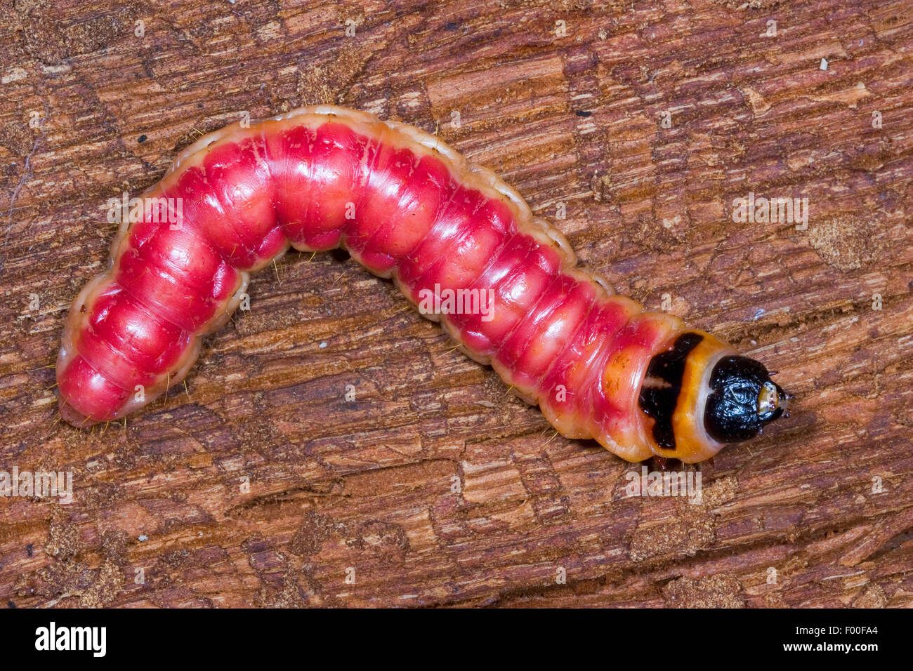 Goat Moth (Cossus cossus), caterpillar feeds on wood, Germany Stock ...