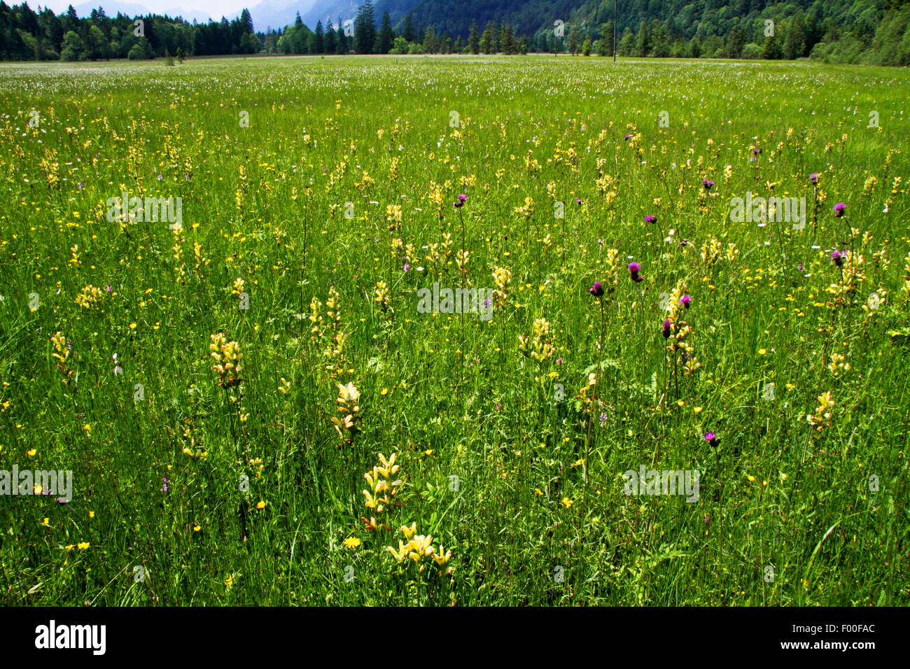 nature reserve Ettal Weidmoos, chalk flat moor, Germany, Bavaria ...