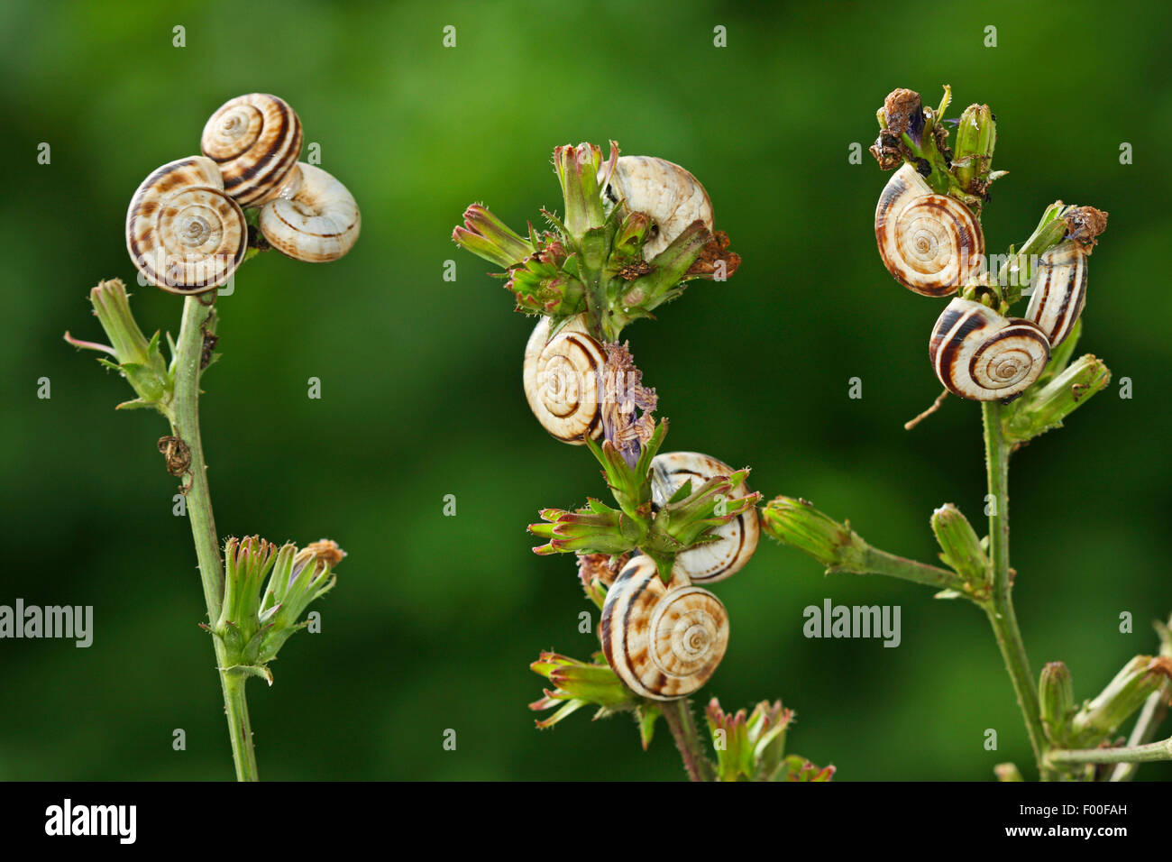 White heath snail helicella obvia hi-res stock photography and images ...