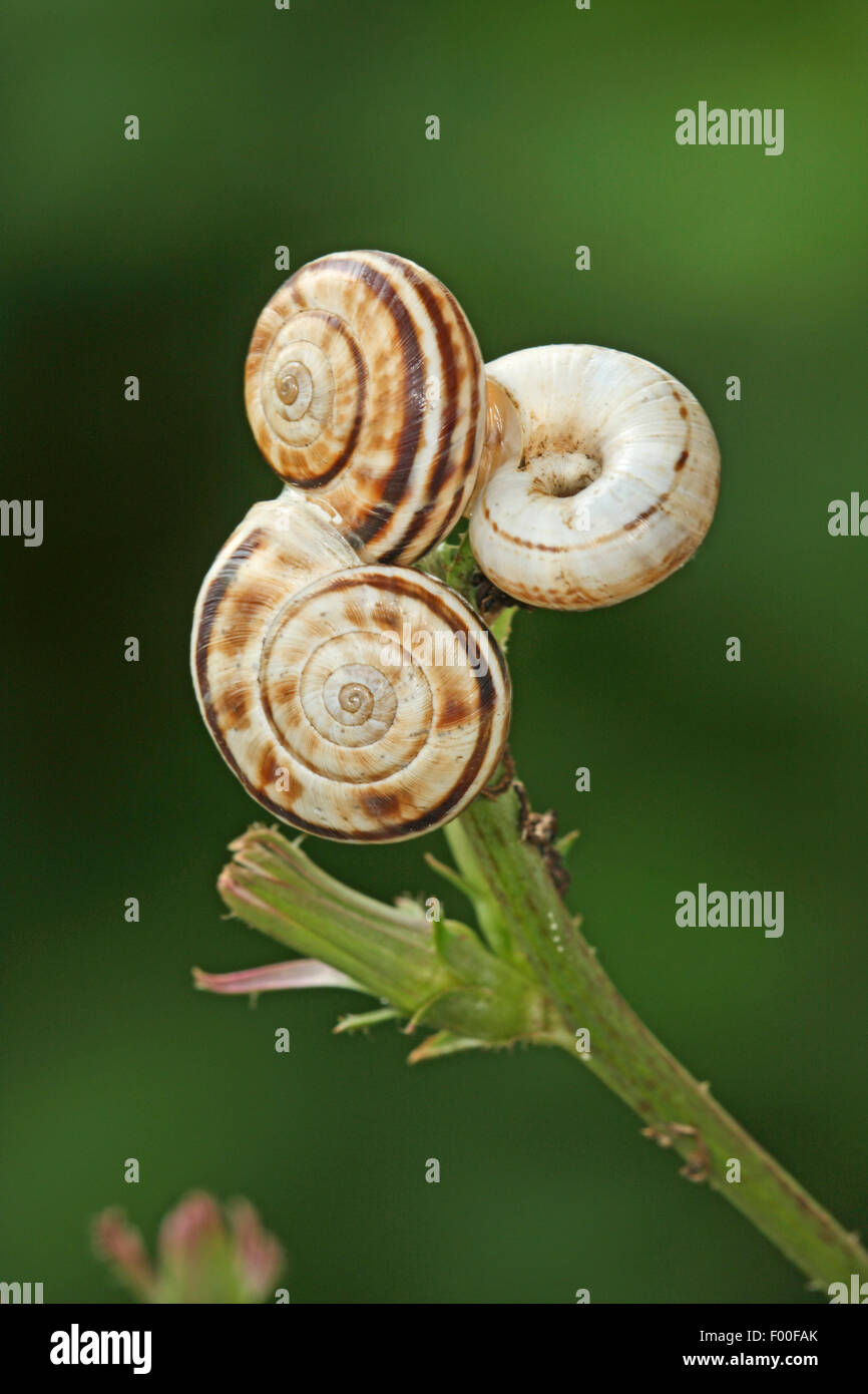 Helicella hi-res stock photography and images - Alamy