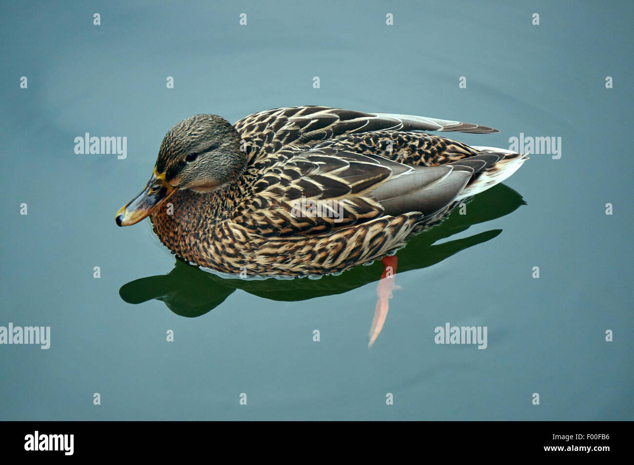 A female mallard duck floating on the pond Stock Photo - Alamy