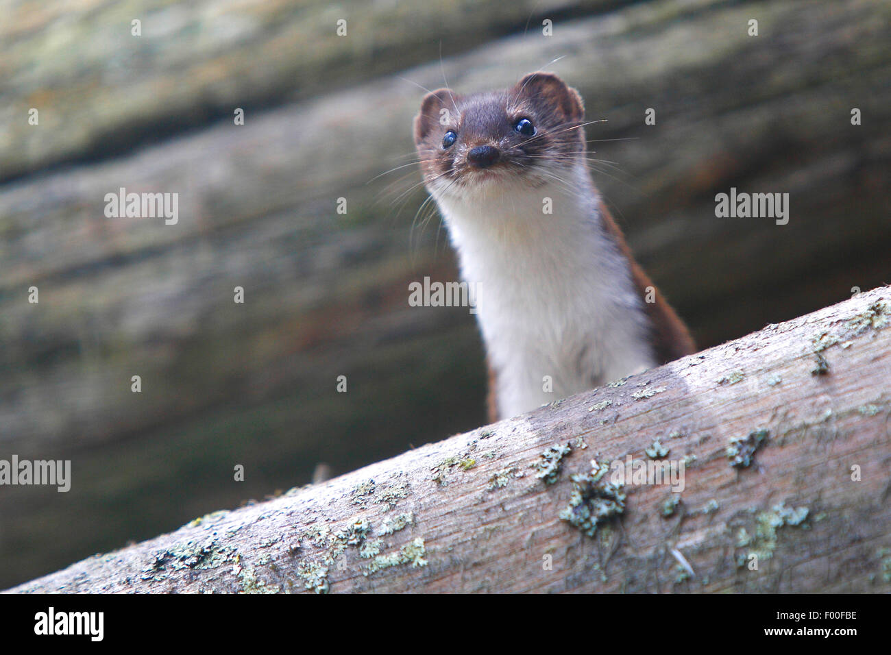 Least weasel hi-res stock photography and images - Alamy