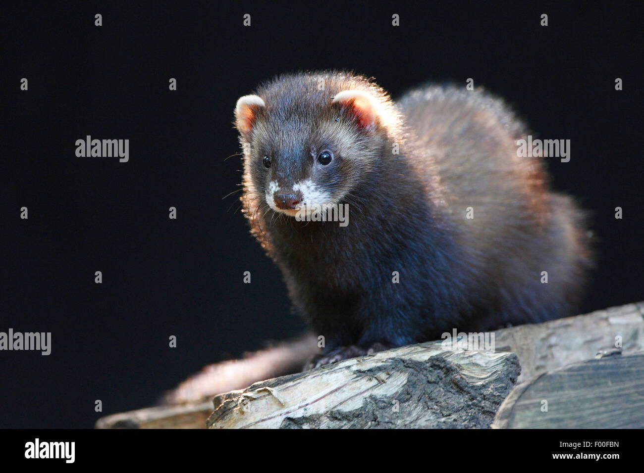 Polecat sitting hi-res stock photography and images - Alamy