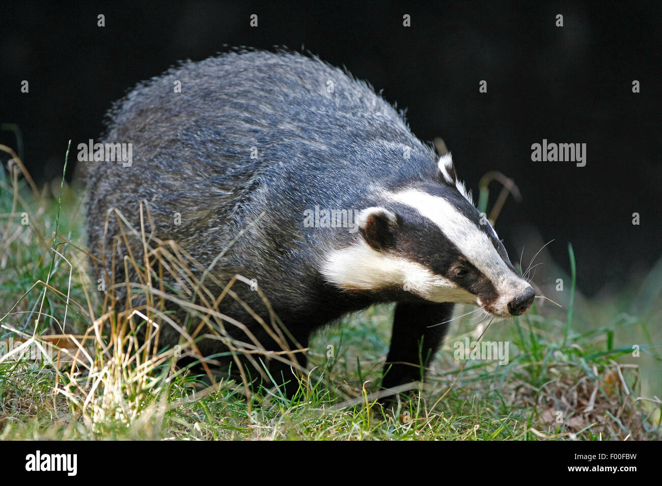 Old World badger, Eurasian badger (Meles meles), in a meadow, Belgium ...