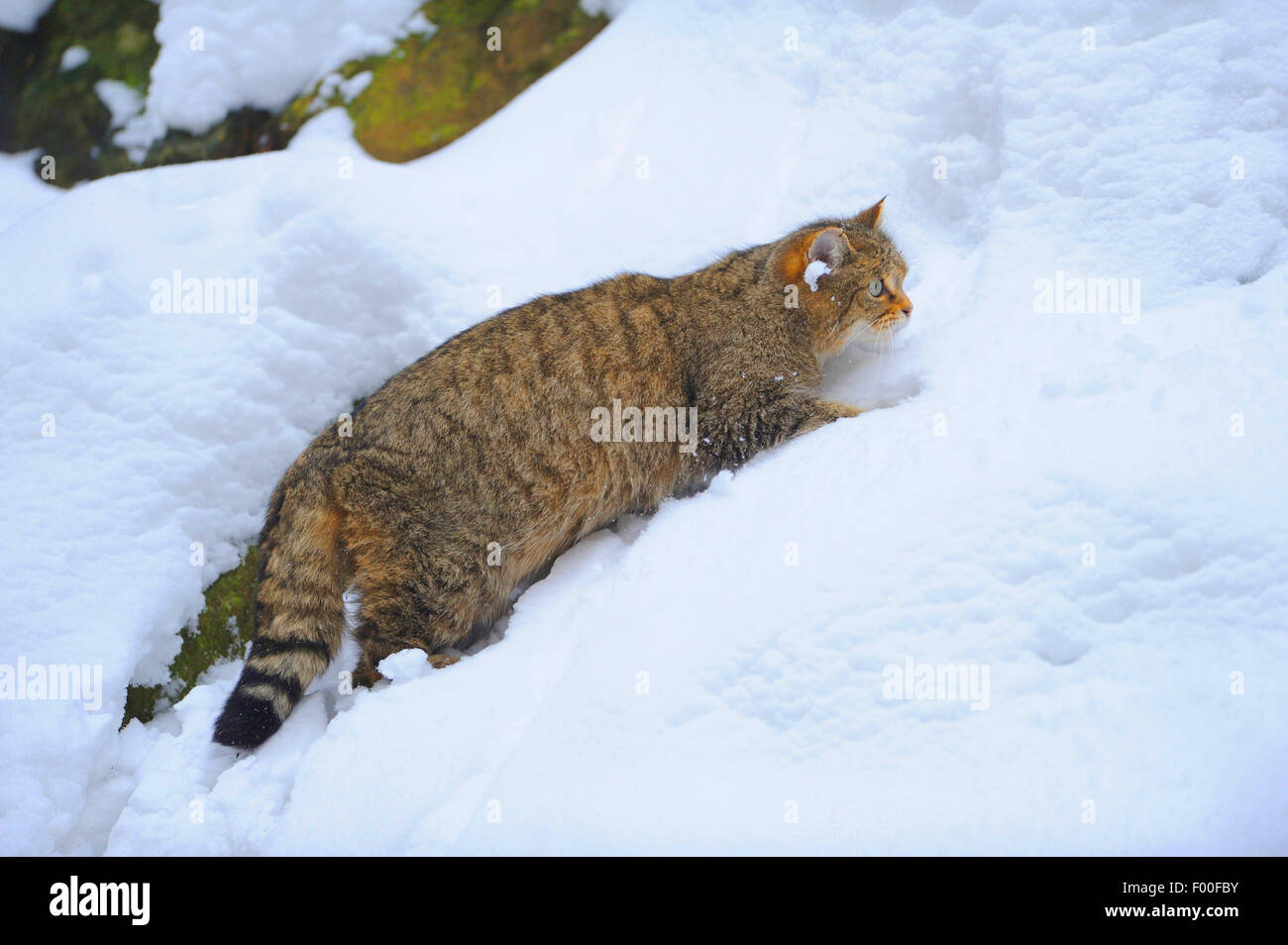 European wildcat, forest wildcat (Felis silvestris silvestris ...