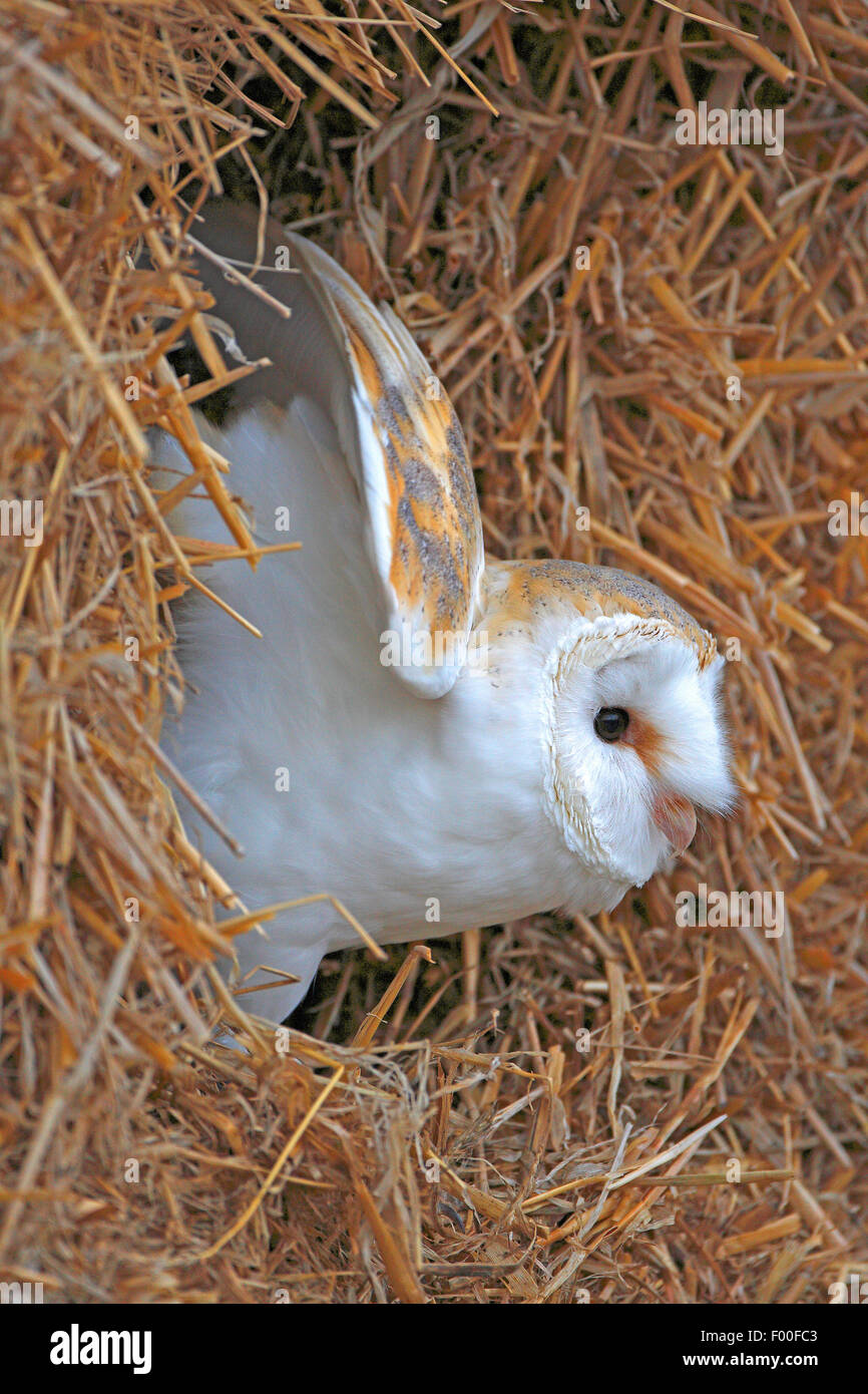 Barn owl (Tyto alba), between two hay bales in a barn, side view ...