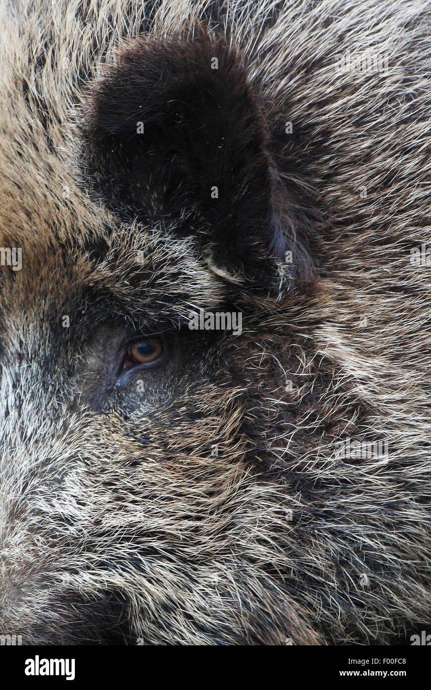 wild boar, pig, wild boar (Sus scrofa), portrait, eye and ear, Belgium ...