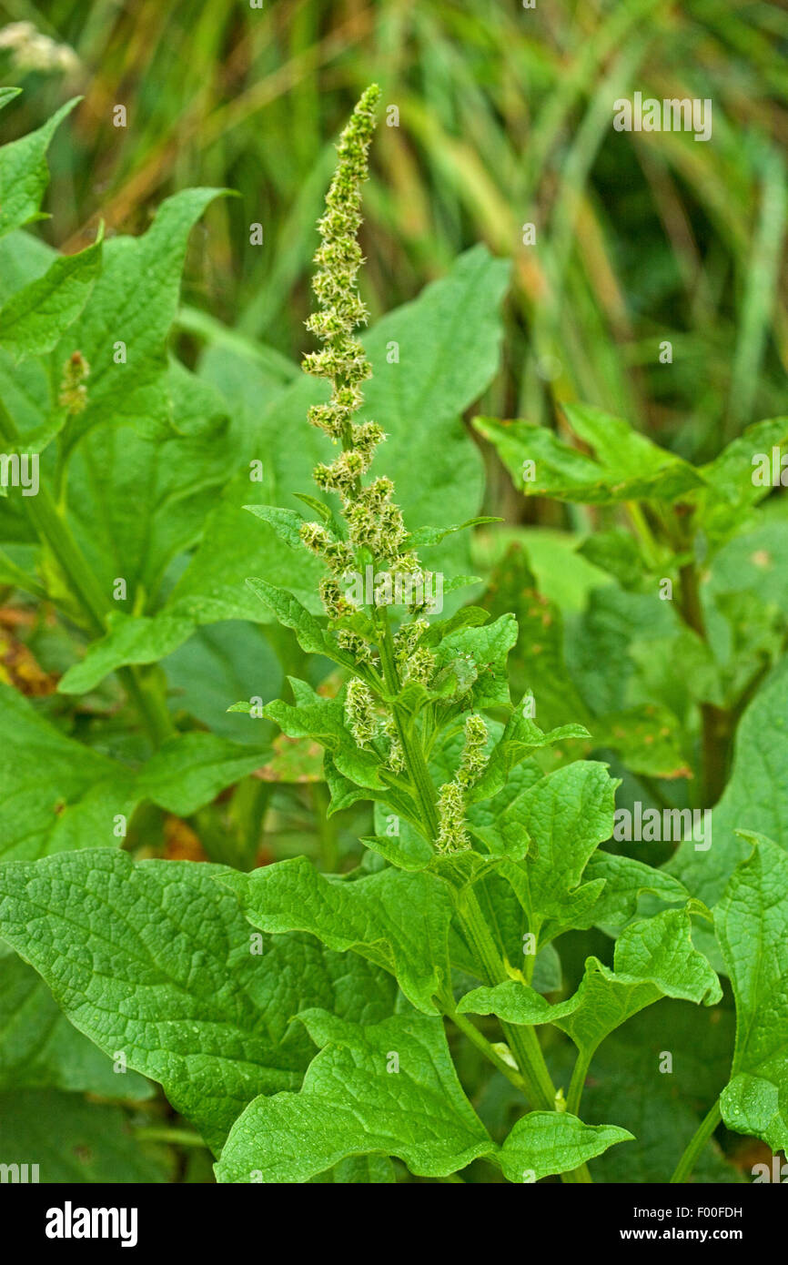 Good king henry plant hi-res stock photography and images - Alamy