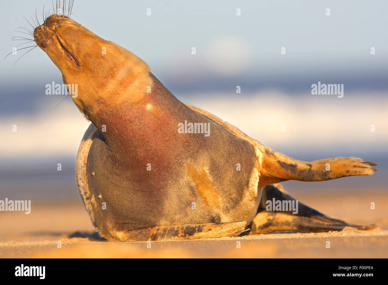 Seal stretching on the beach hi-res stock photography and images - Alamy