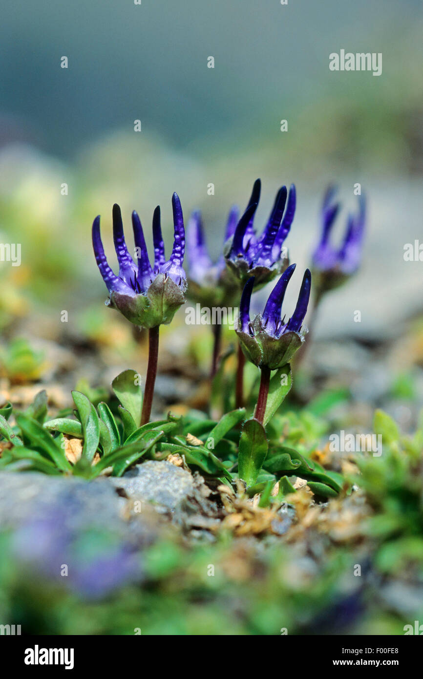Horned Rampion, Globe-headed rampion (Phyteuma hemisphaericum ...