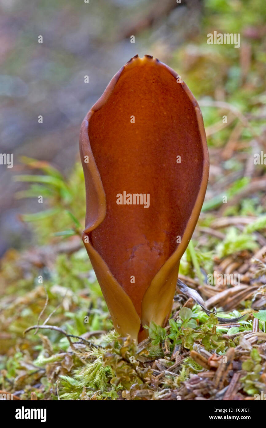 Yellow ear, Yellow rabbit ear, Yellow rabbit ears (Otidea leporina ...