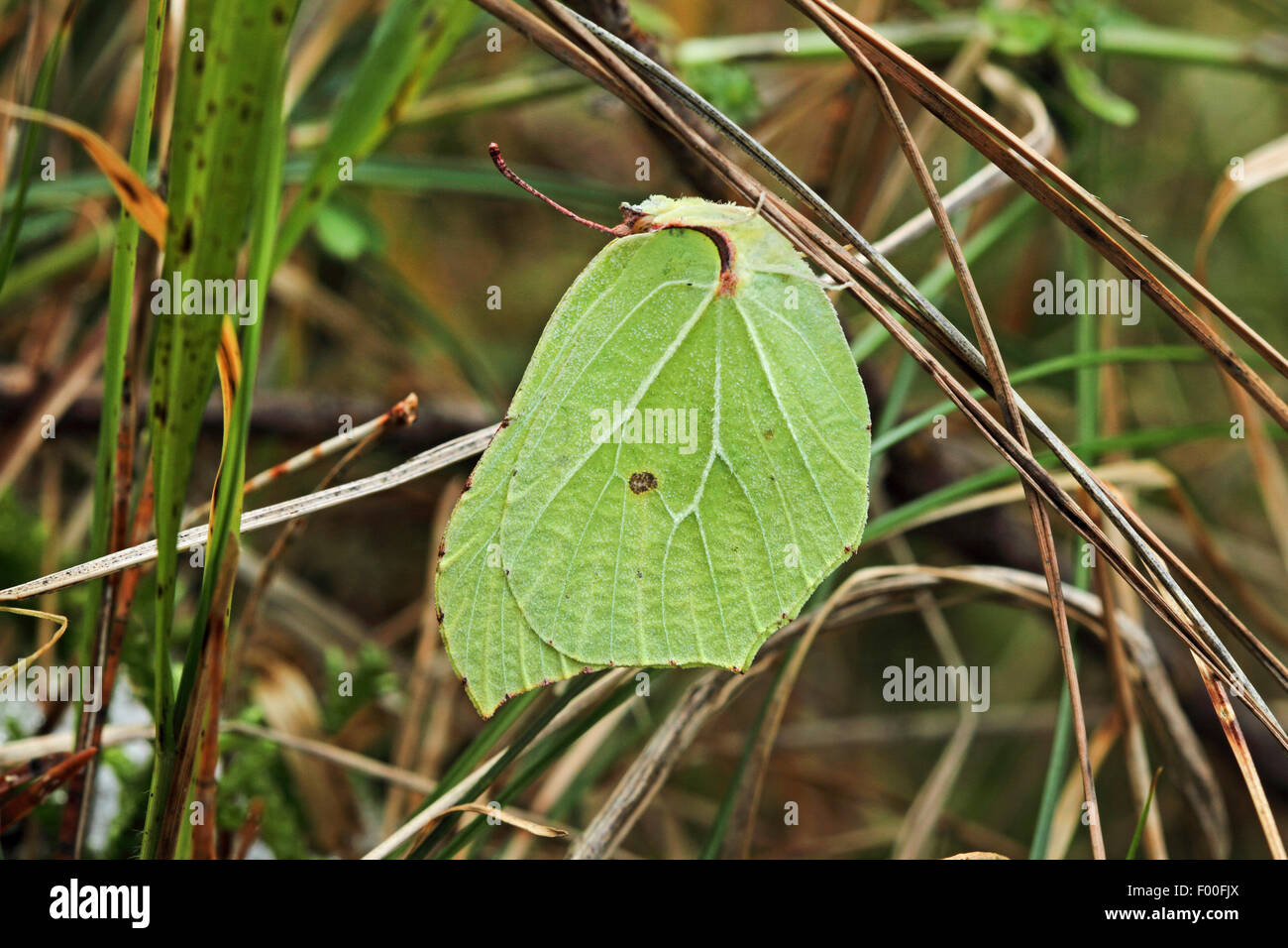 Overwintering insects hi-res stock photography and images - Alamy
