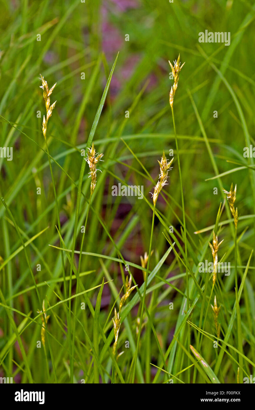 Quaking-grass Sedge, Quaking grass sedge, Alpine grass (Carex brizoides ...