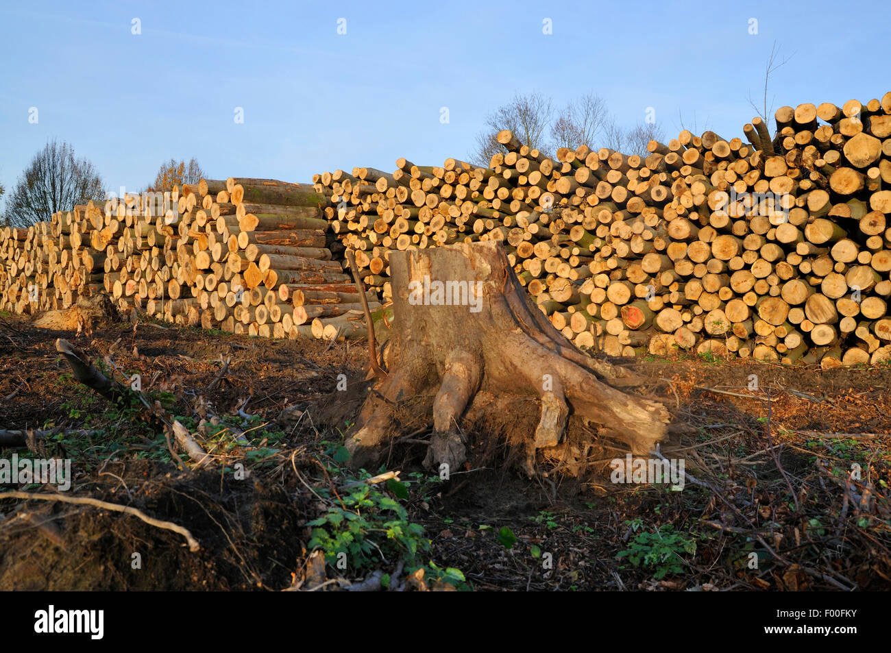 Pile of tree stumps hi-res stock photography and images - Alamy