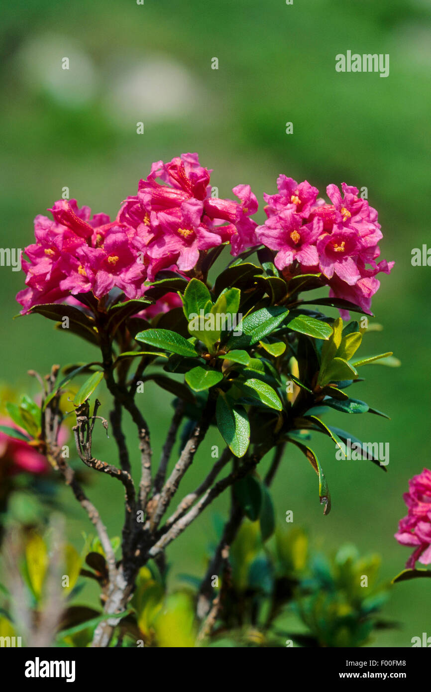Rust-leaved alpine rose, snow-rose, snowrose, Rusty-leaved alpenrose ...