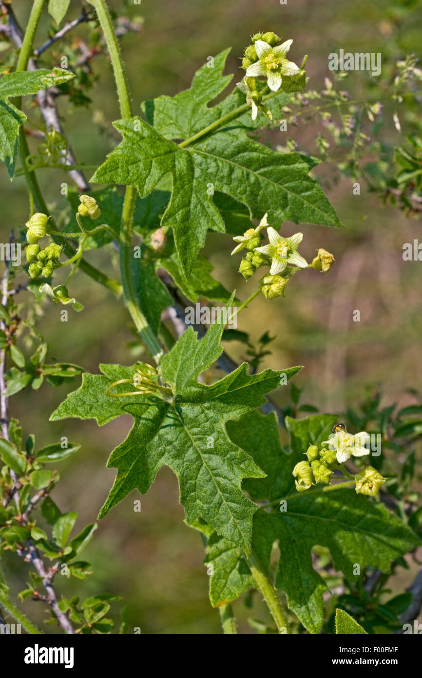 White bryony, Red bryony (Bryonia dioica, Bryonia cretica ssp. dioica ...
