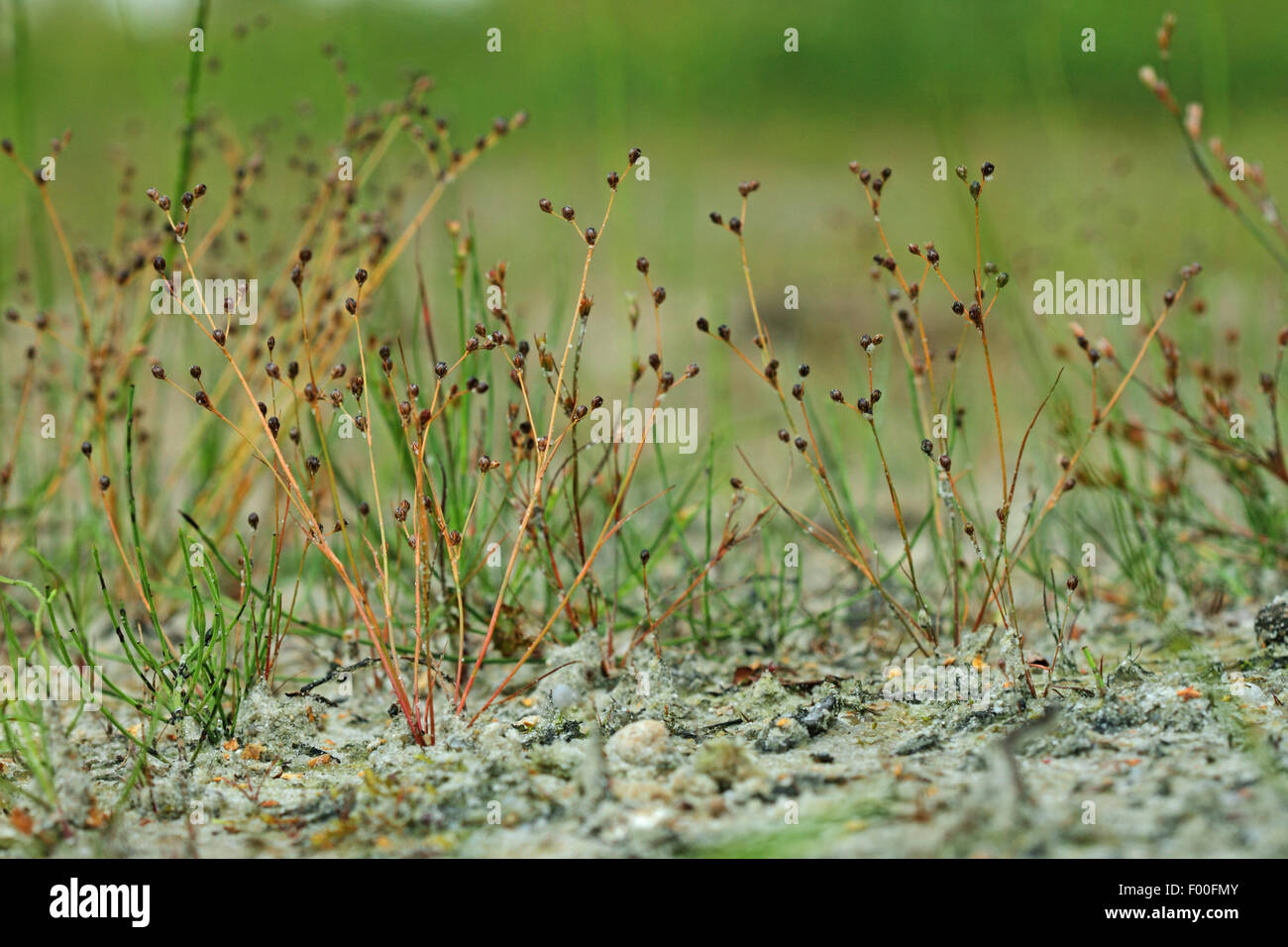 Sand rush (Juncus tenageia), blooming, Germany Stock Photo - Alamy