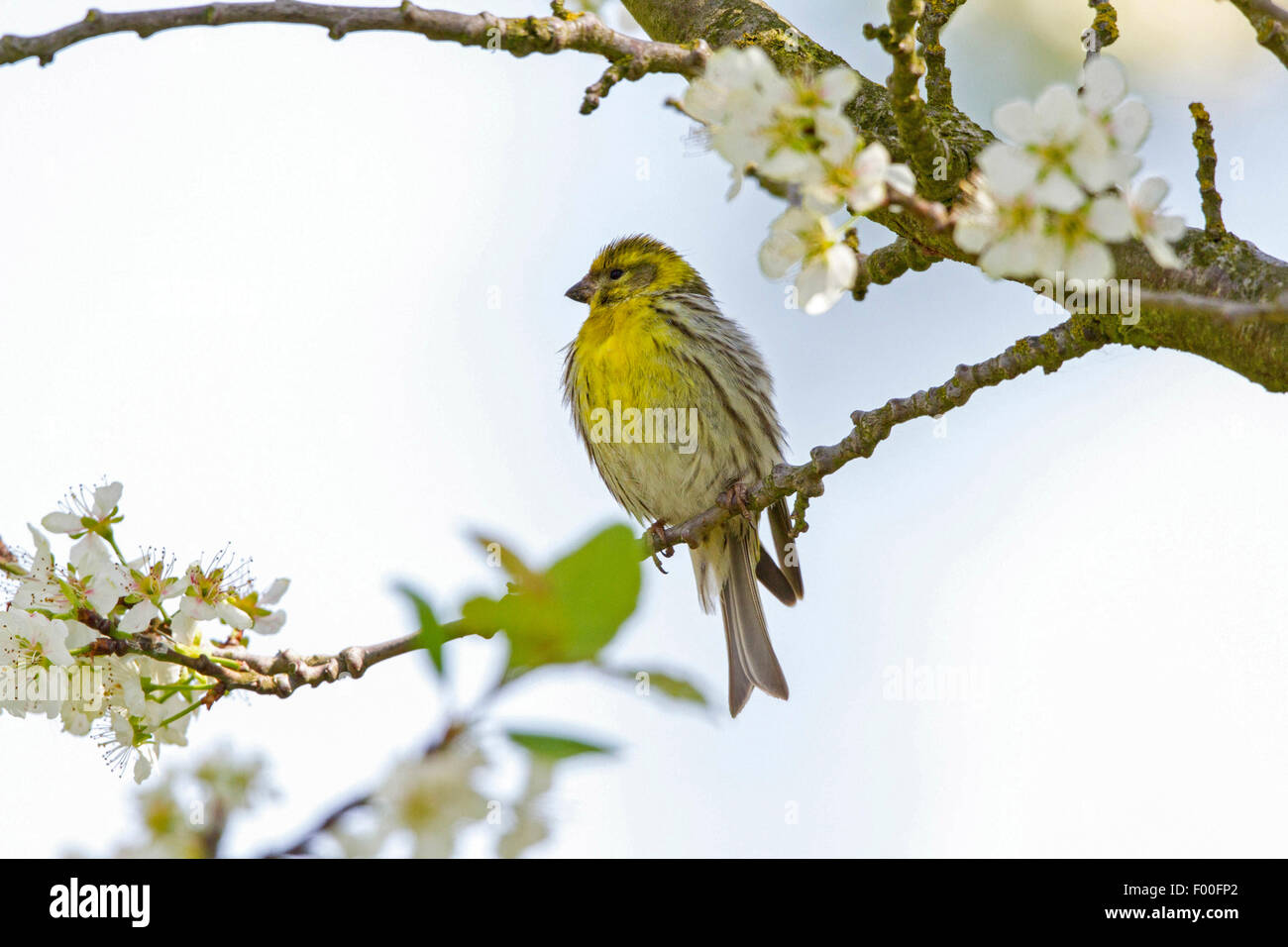 European serin (Serinus serinus), male sitting on a blooming twig of a ...