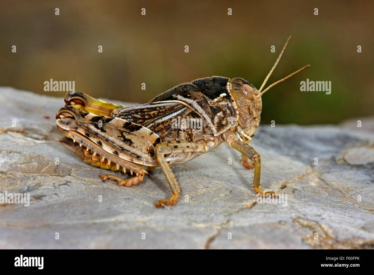 European Giant Steppe Grasshopper, Crau Plain Grasshopper (Prionotropis ...