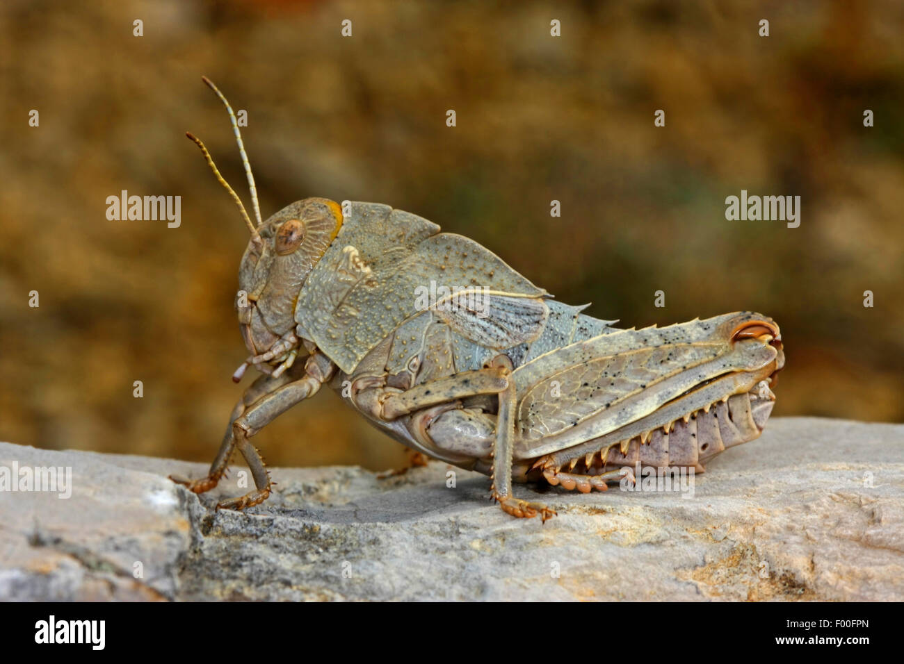 European Giant Steppe Grasshopper, Crau Plain Grasshopper (Prionotropis ...