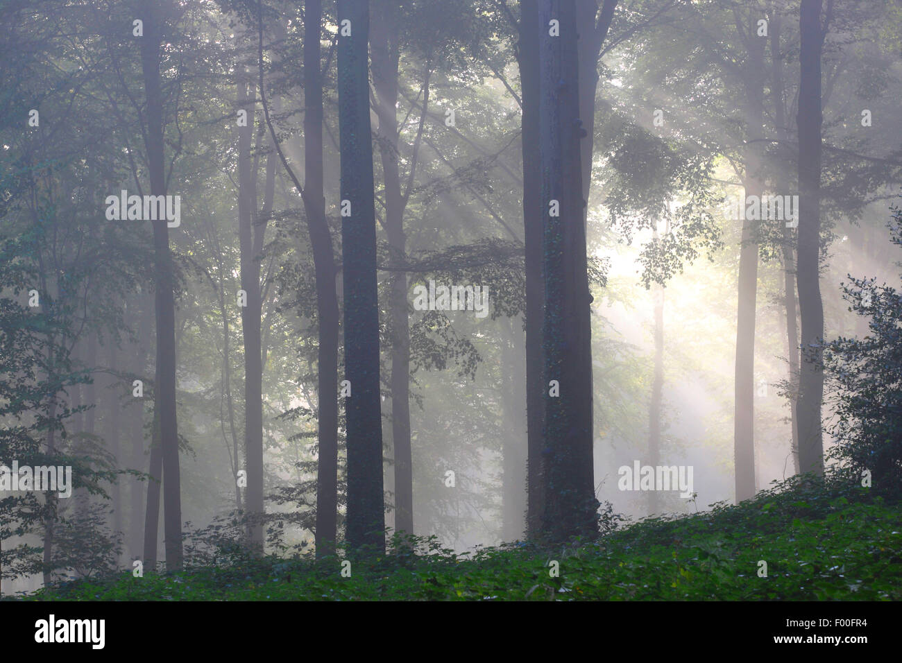 common beech (Fagus sylvatica), beech forest in mist, Belgium, Ardennes ...