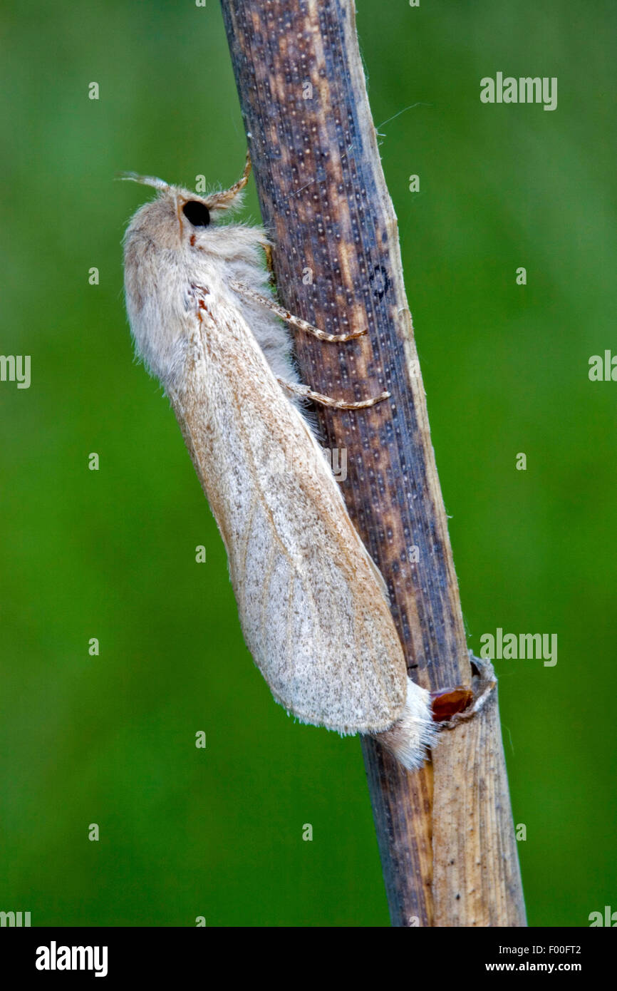 Reed leopard moth, Reed Leopard (Phragmataecia castaneae), at a blade ...